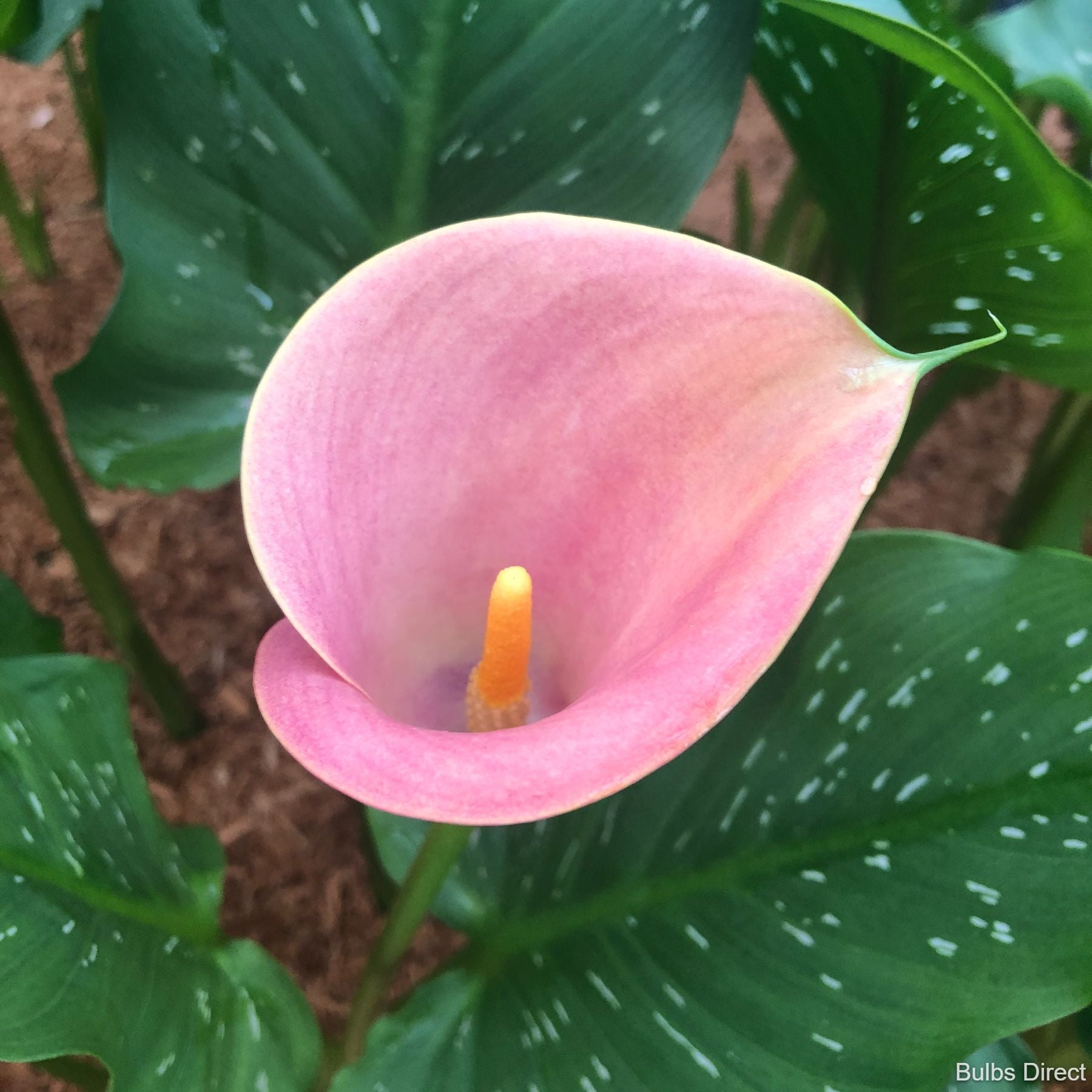 Salmon Beauty Callas | Order Calla Lily Bulbs online - Bulbs Direct NZ