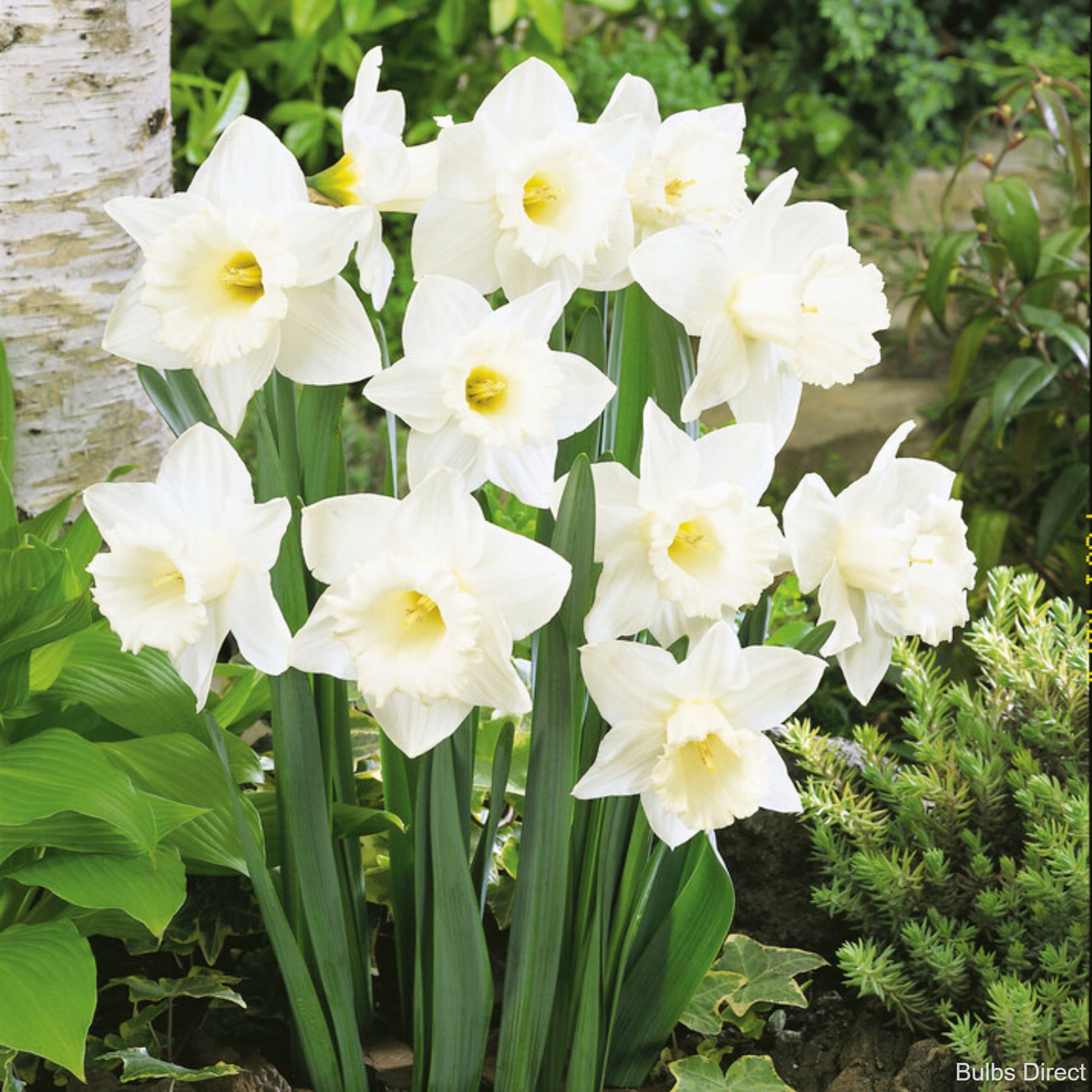 Pure White Daffodils | Order Daffodil Bulbs online | Bulbs Direct NZ