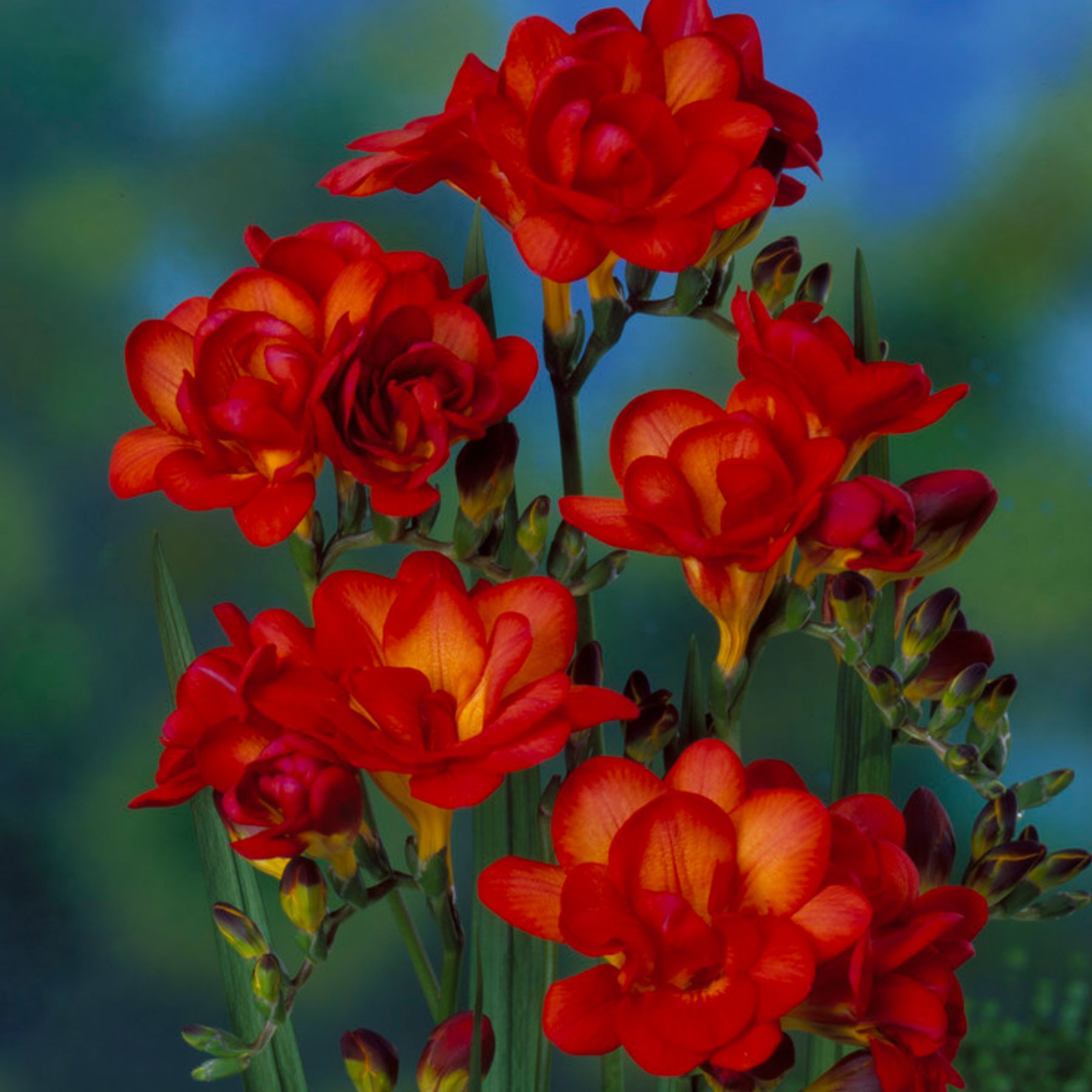 Red Diamond Freesia | Order Freesia Bulbs Online | Bulbs Direct NZ