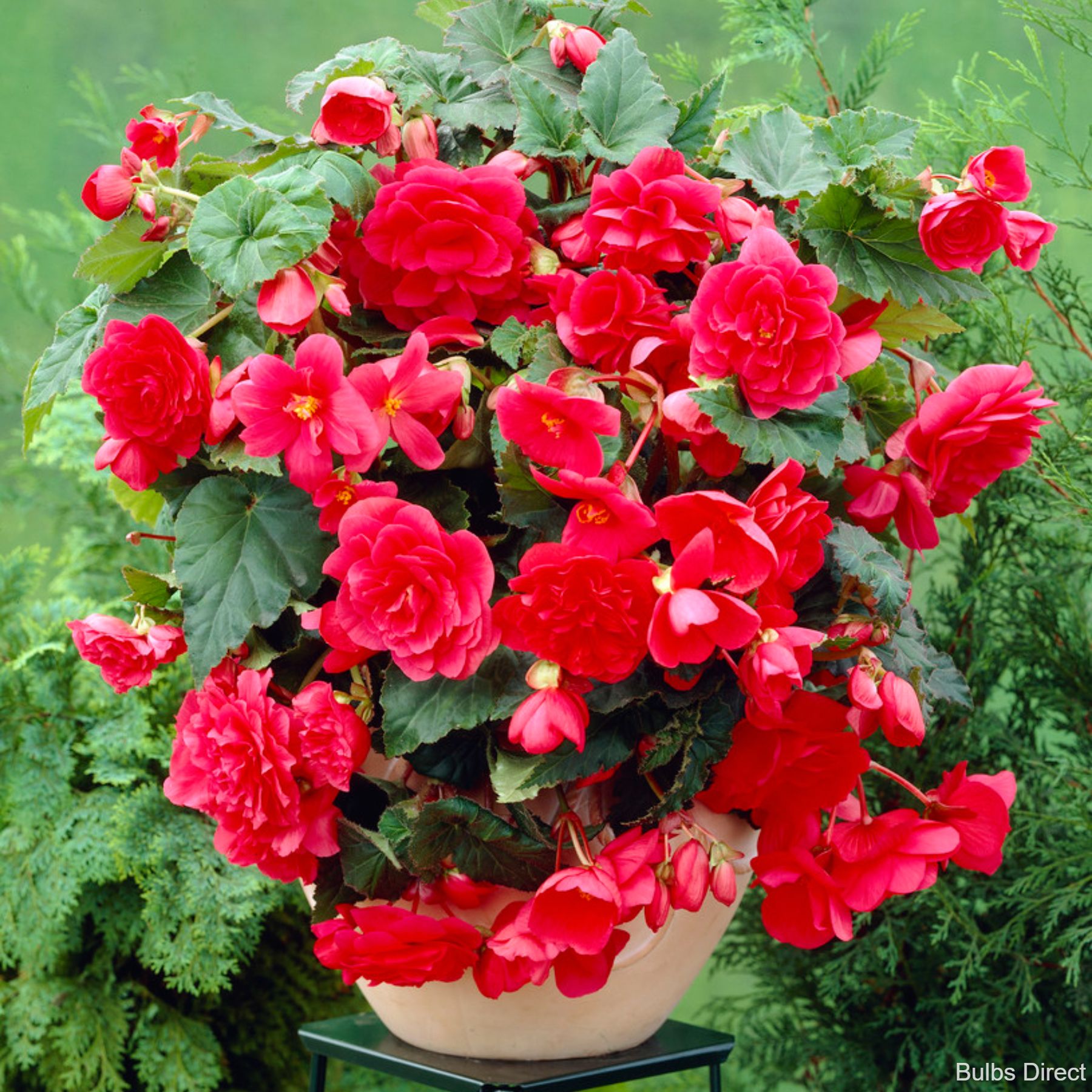 Aurora Glow Begonia | Order Begonia Tubers online - Bulbs Direct NZ