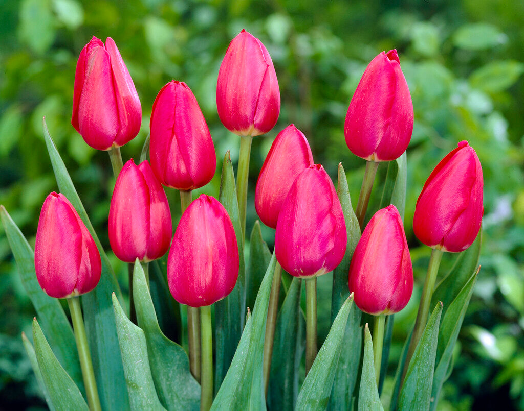 Grand Style Tulip | Order Tulip Bulbs online | Bulbs Direct NZ