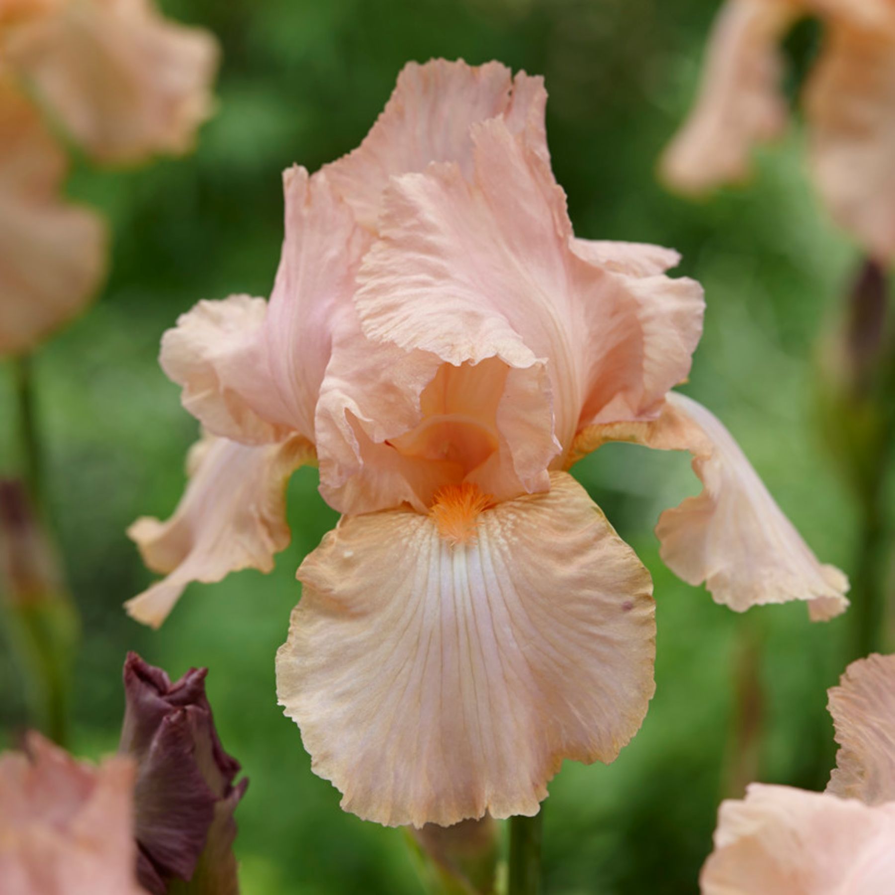 Hidden World Bearded Iris | Buy Iris Plants online | Bulbs Direct
