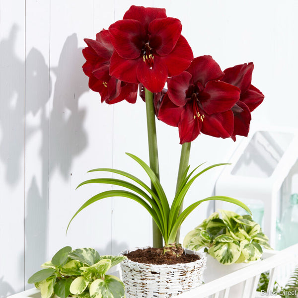 Grand Diva Hippeastrum | Order Hippeastrum Bulbs online - Bulbs Direct NZ