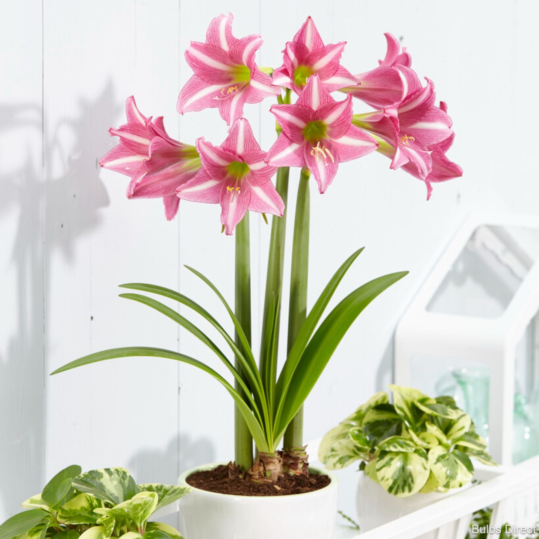 Estella Hippeastrum | Order Hippeastrum Bulbs online - Bulbs Direct