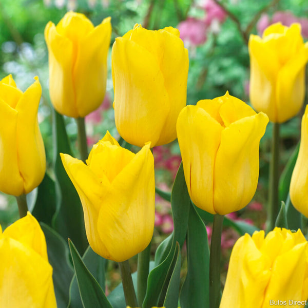 Full Sun Flower Bulbs | Bulbs Direct NZ – Page 2