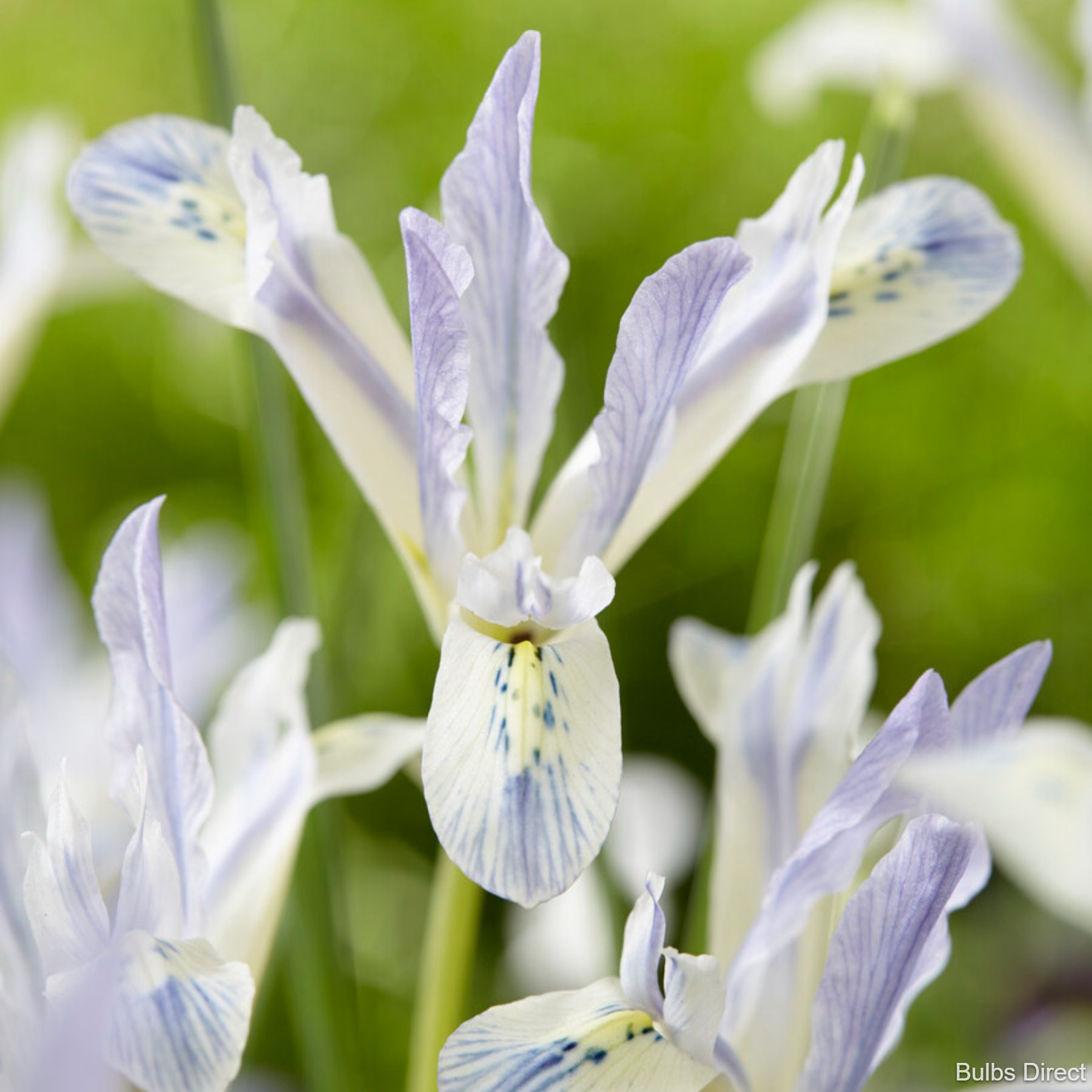 Painted Lady Iris Reticulata | Order Iris Bulbs online | Bulbs Direct NZ