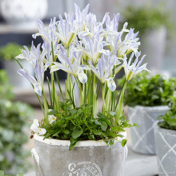 Painted Lady Iris Reticulata | Order Iris Bulbs online | Bulbs Direct NZ