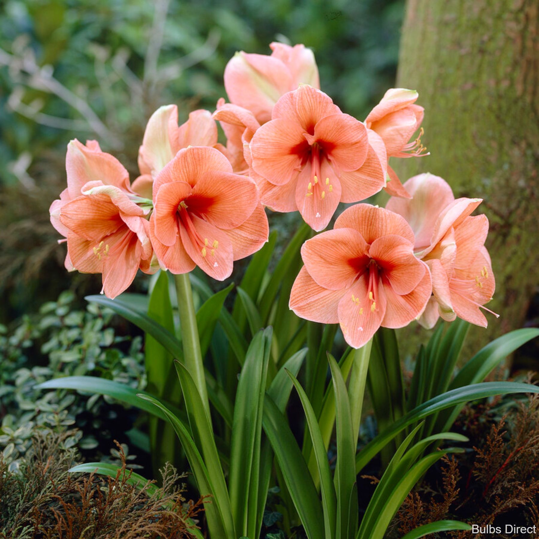 Rilona Hippeastrum | Order Hippeastrum Bulbs online - Bulbs Direct