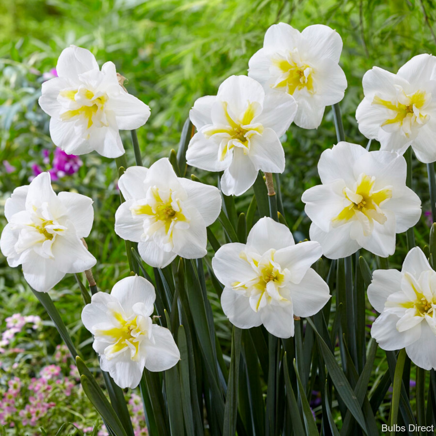 Lemon Beauty Daffodil | Order Daffodil Bulbs online | Bulbs Direct