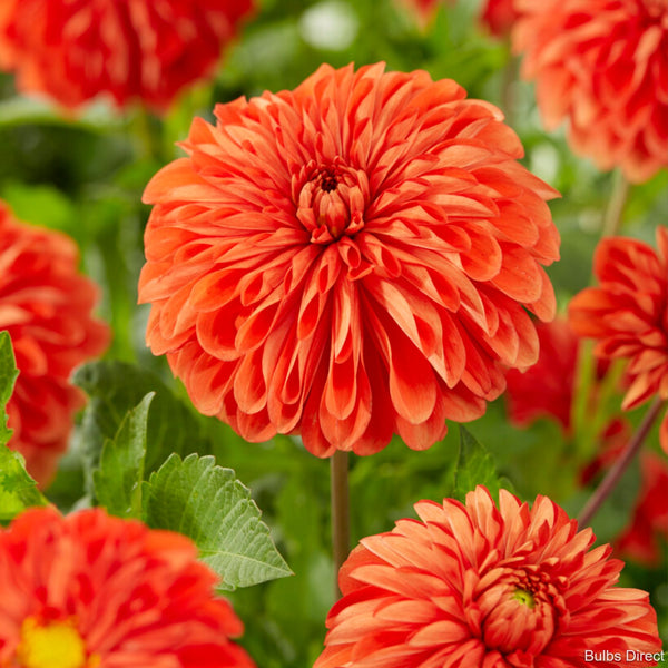 Full Sun Flower Bulbs | Bulbs Direct NZ – Page 2