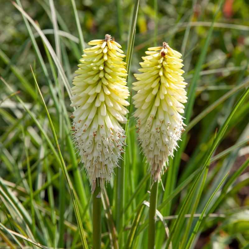 Ice Queen Kniphofia | Bare Rooted Perennials | Bulbs Direct NZ