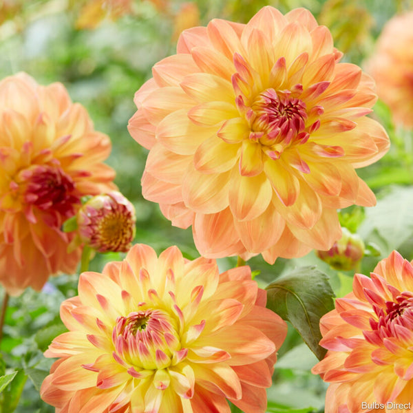 Ace Summer Sunset Dahlia | Buy your Dahlia Tubers online | Bulbs Direct