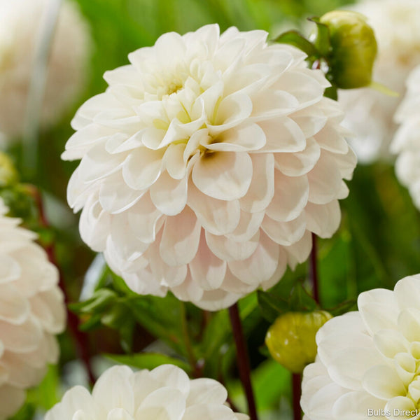 White Isa Dahlias | Buy Dahlia Tubers online - Bulbs Direct NZ