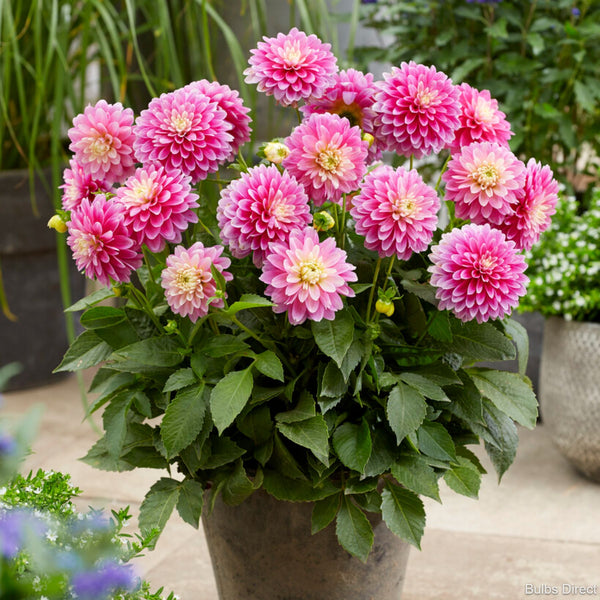 Rembrandt Miniature Dahlias | Buy Dahlia Tubers online | Bulbs Direct NZ