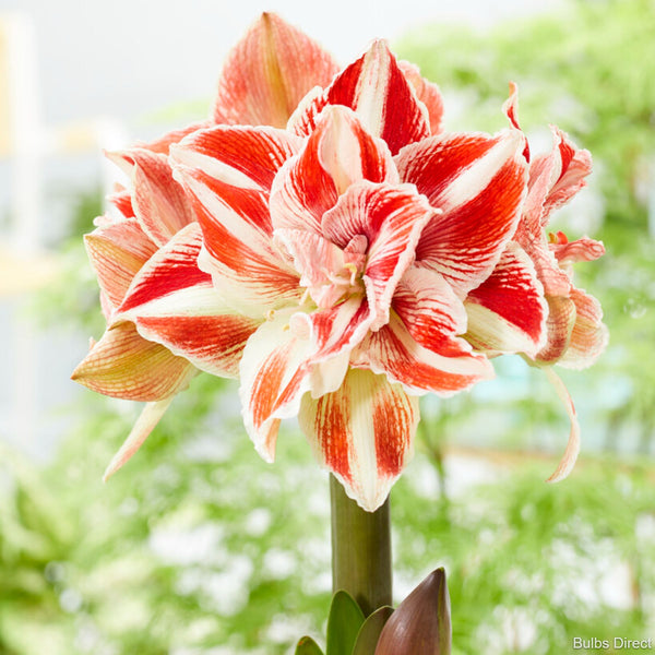Bright Nymph Hippeastrum | Order Hippeastrum Bulbs online - Bulbs Direct