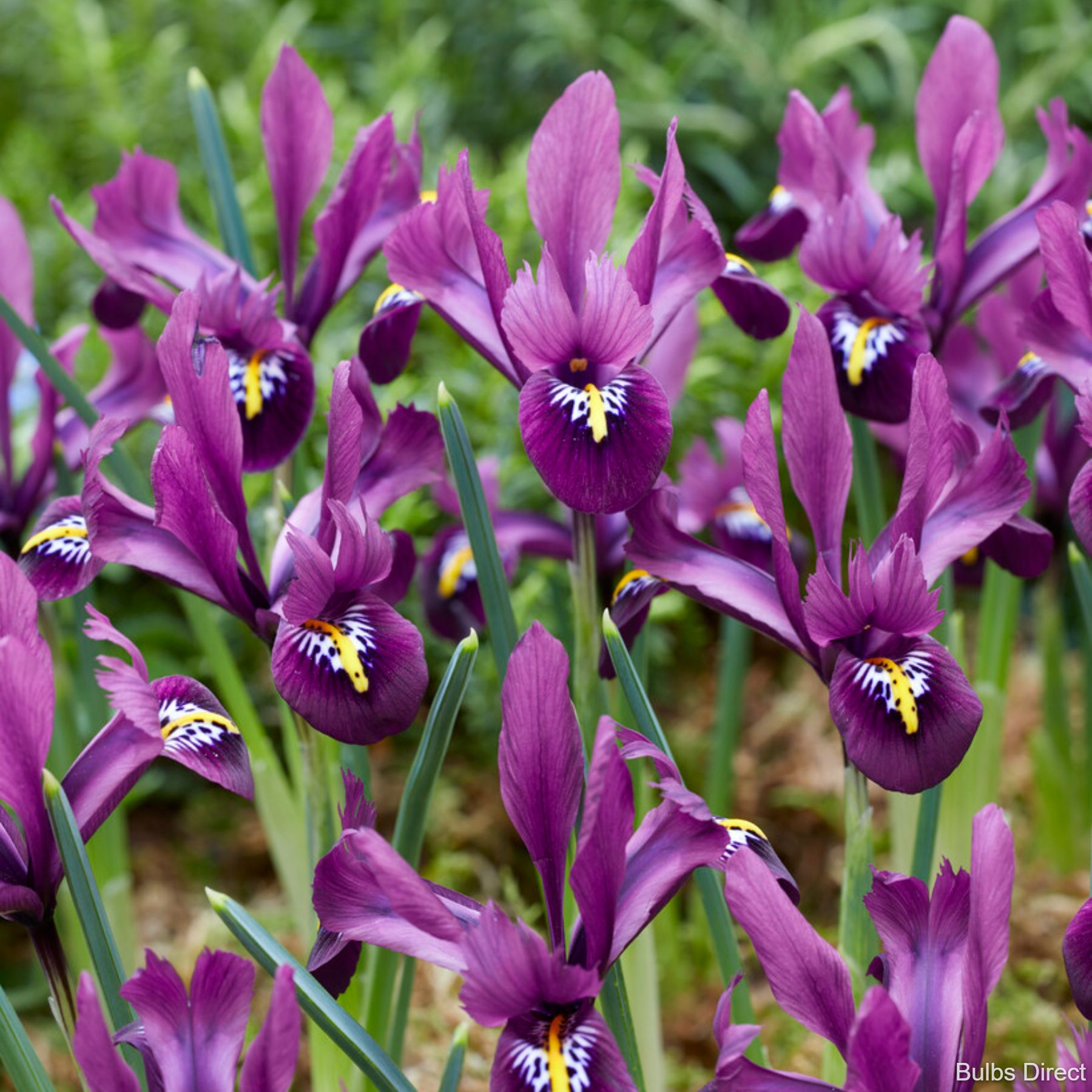 Rejoice Iris Reticulata | Order Iris Bulbs online | Bulbs Direct NZ