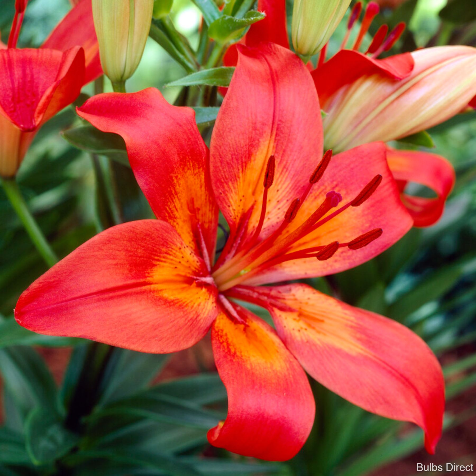 Red Matrix Asiatic Lily | Order Lily Bulbs online | Bulbs Direct NZ
