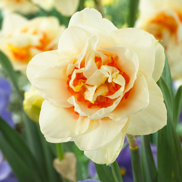 Flower Parade Daffodil | Order Daffodil Bulbs online | Bulbs Direct NZ
