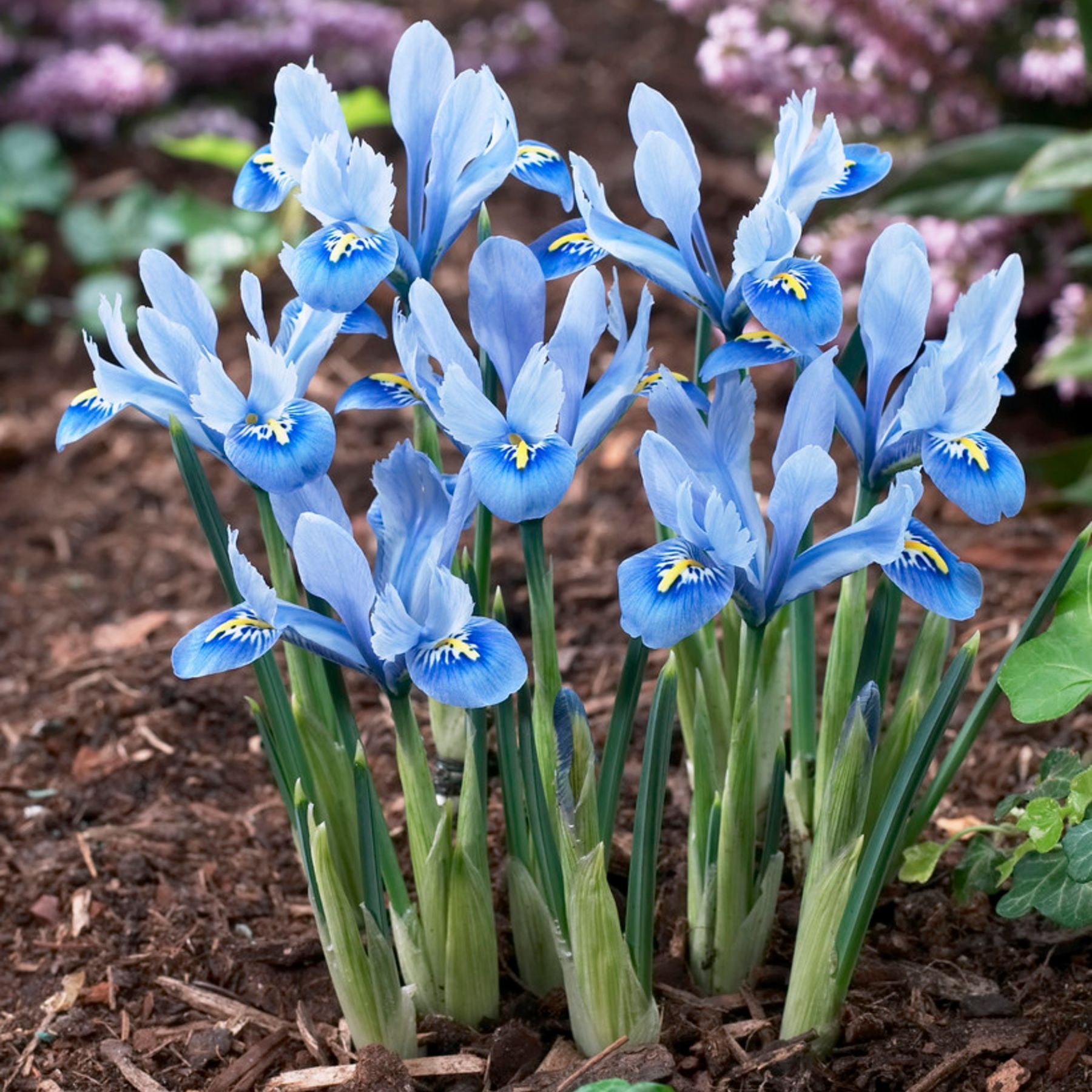 Alida Iris Reticulata | Order Iris Bulbs online | Bulbs Direct NZ