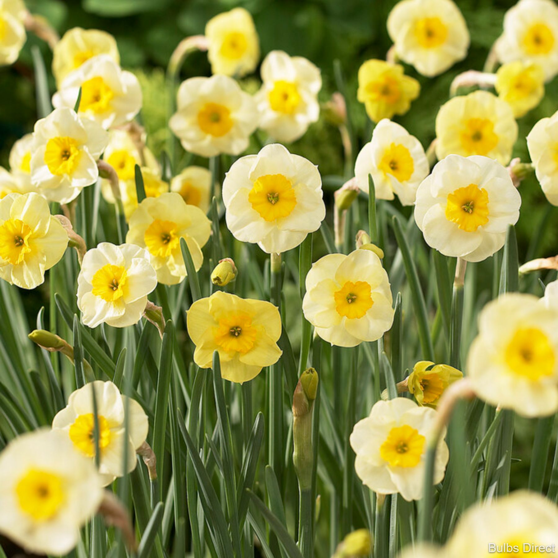 Sun Disc Daffodils | Order Daffodil Bulbs online | Bulbs Direct