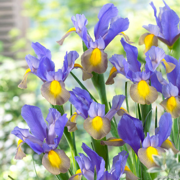Full Sun Flower Bulbs | Bulbs Direct NZ – Page 3