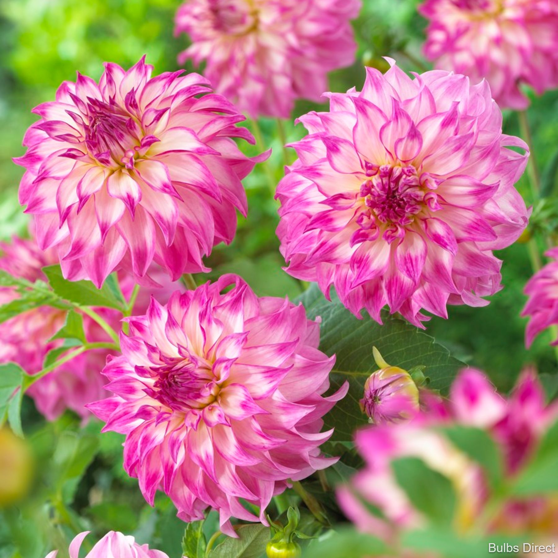 Colorado Classic Dahlias | Order Dahlia Tubers online - Bulbs Direct NZ